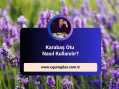 Karabaş Otunun Faydaları Nelerdir? – Uğur AĞDAŞ